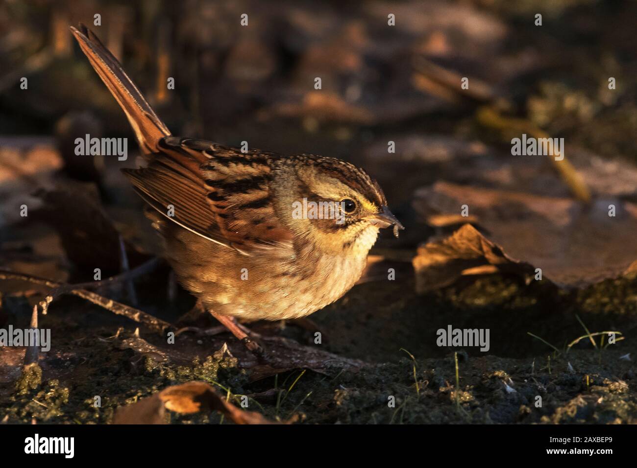 Swamp sparrow during autumn migration Stock Photo - Alamy