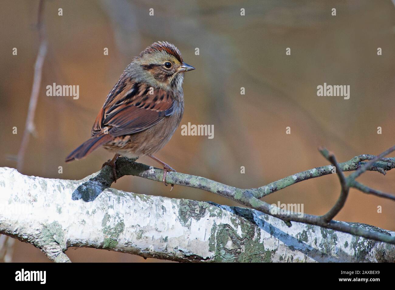 Swamp sparrow hi-res stock photography and images - Alamy