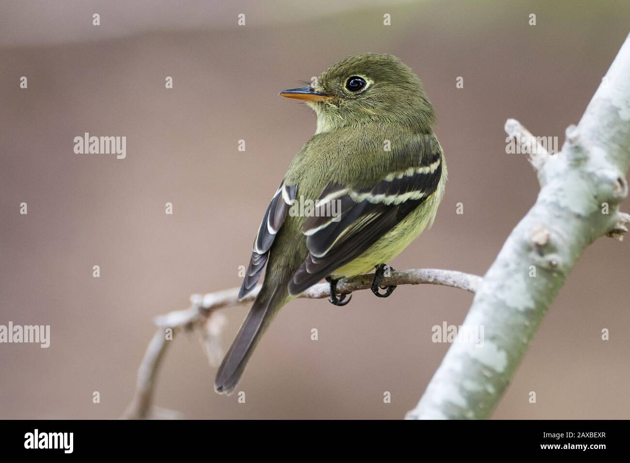 Yellow-bellied flycatcher in spring migration Stock Photo - Alamy