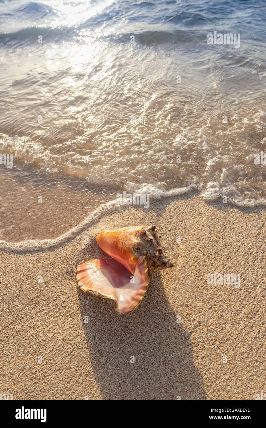 Conch shell washed ashore on beach, Grand Cayman Island Stock Photo - Alamy