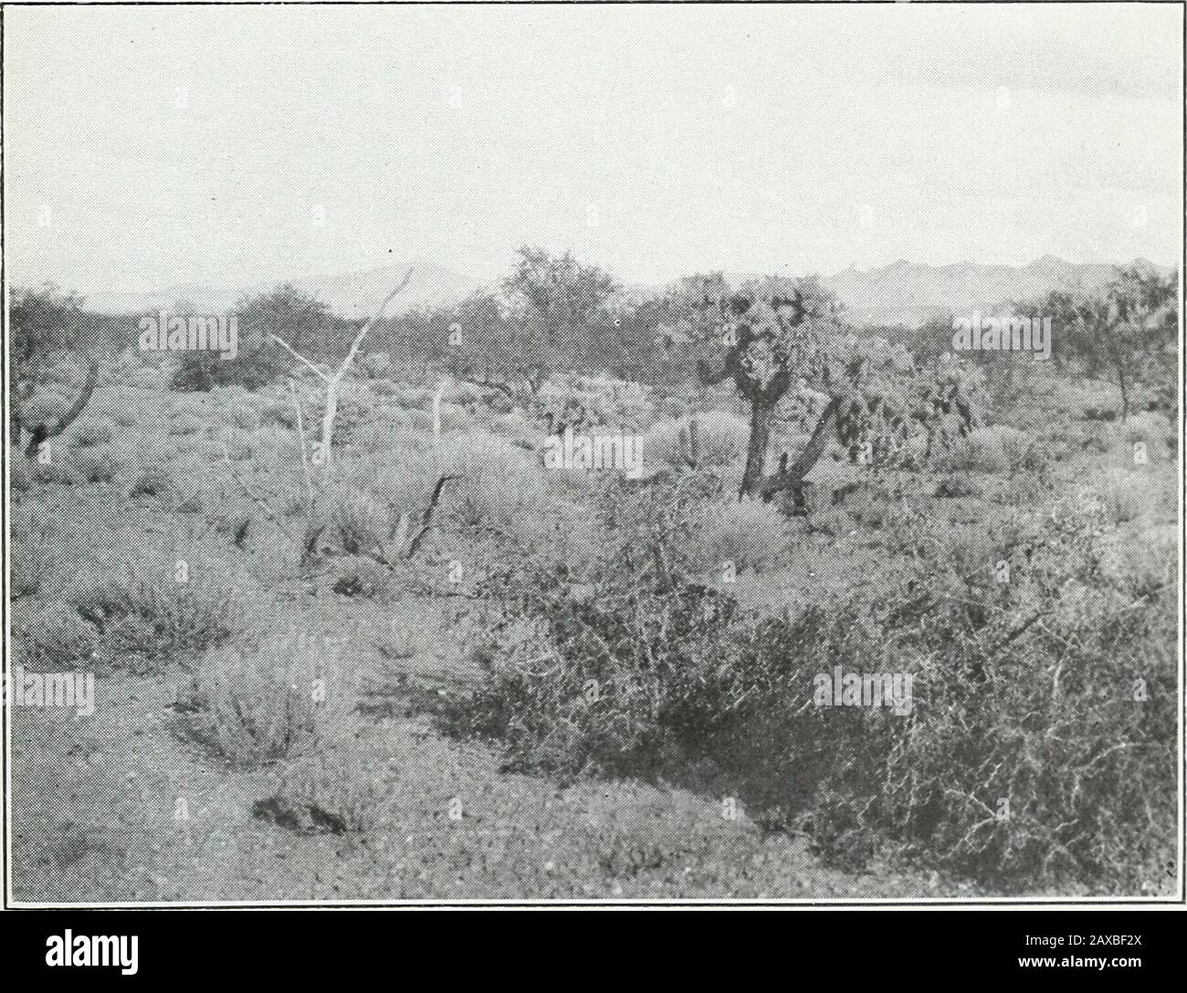 Summergrowth hi-res stock photography and images - Alamy