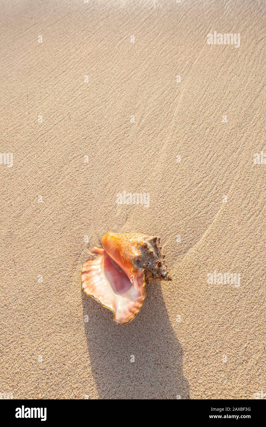 Conch shell washed ashore on beach, Grand Cayman Island Stock Photo - Alamy