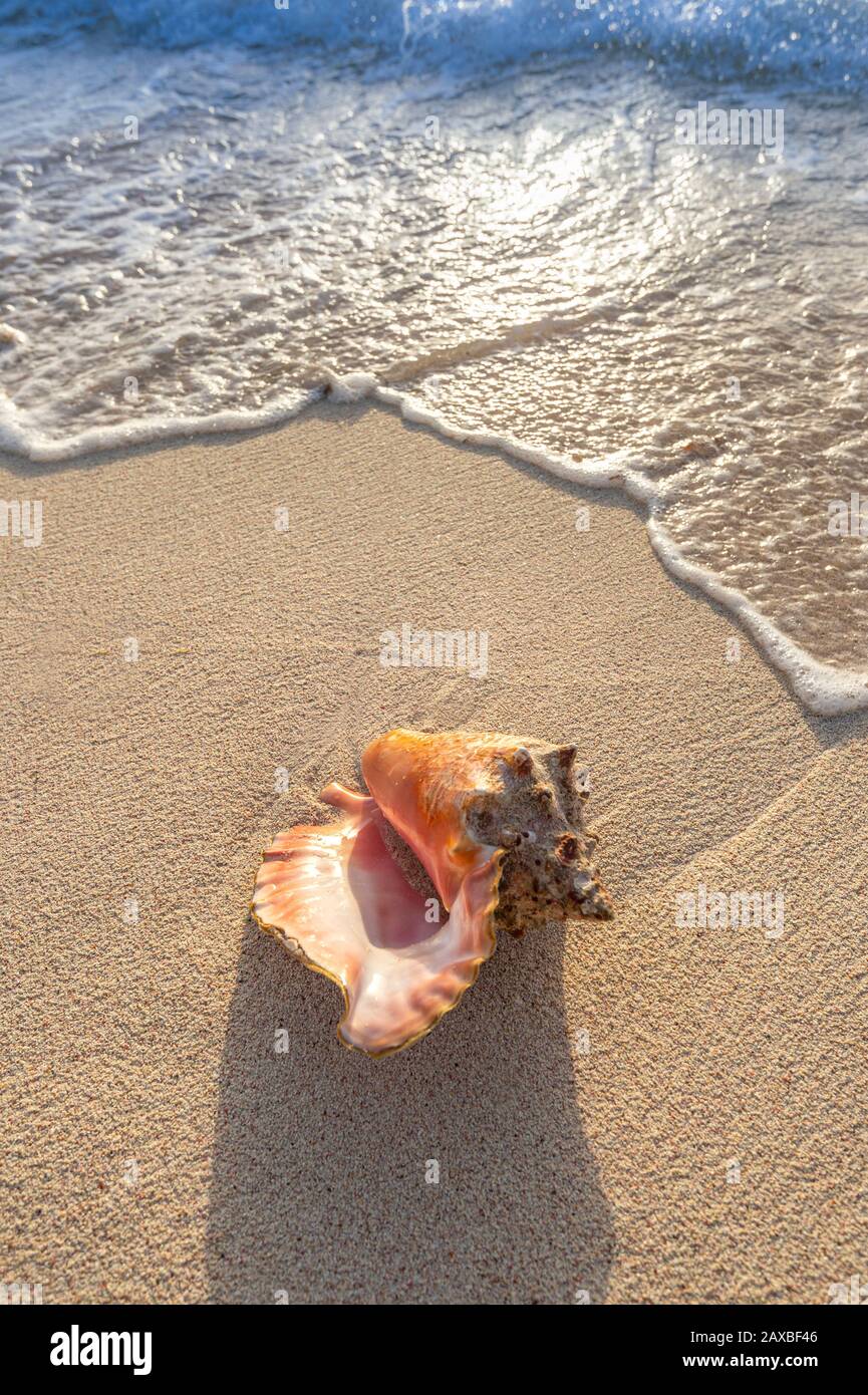 Conch shell washed ashore on beach, Grand Cayman Island Stock Photo - Alamy