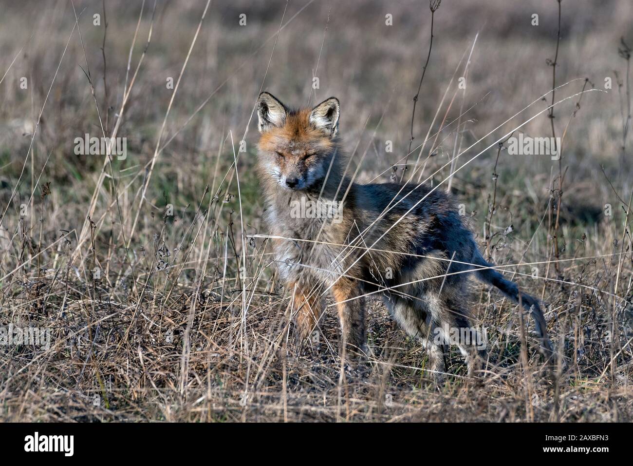 sick Red Fox (Vulpes vulpes), Bialowieza, Poland Stock Photo - Alamy