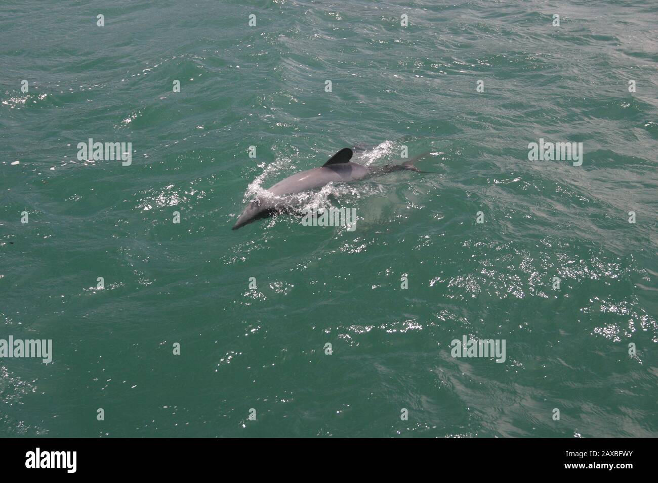 Akaroa dolphins hi-res stock photography and images - Alamy