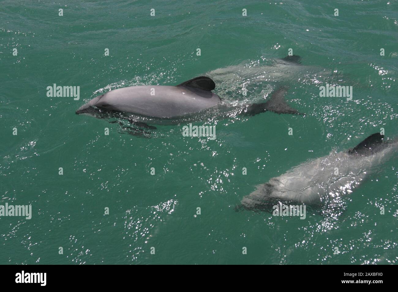 Akaroa dolphins hi-res stock photography and images - Alamy