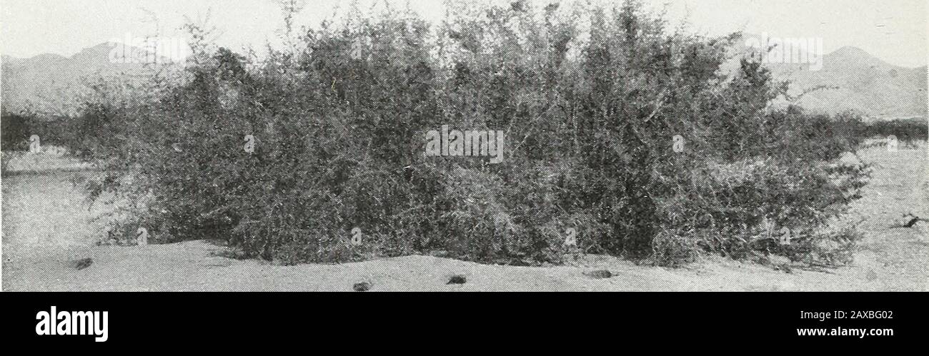 Dipodomys spectabilis hi-res stock photography and images - Alamy