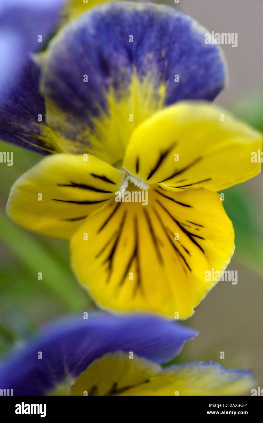 Pansy flower portrait hi-res stock photography and images - Alamy