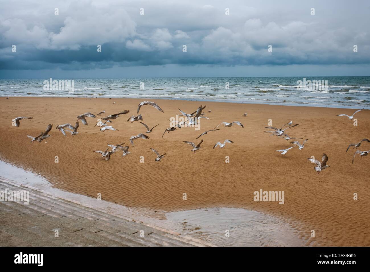 The flock of sea birds (seagulls), in flight over a beach in Blackpool ...