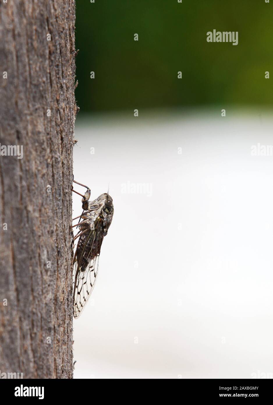Kefalonia, Greece.Insect. Photo Jeppe Gustafsson Stock Photo - Alamy