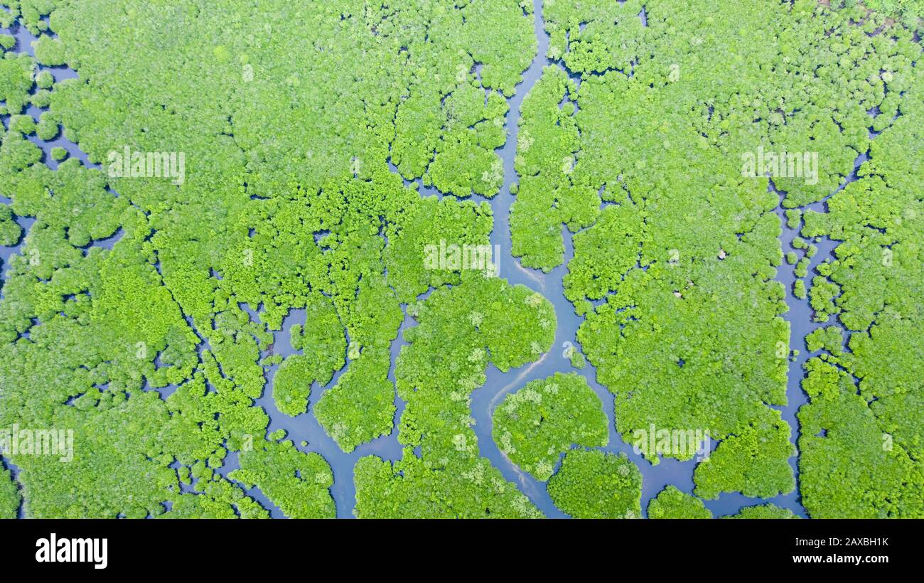 Mangrove forests and rivers, top view. Tropical background of mangrove ...