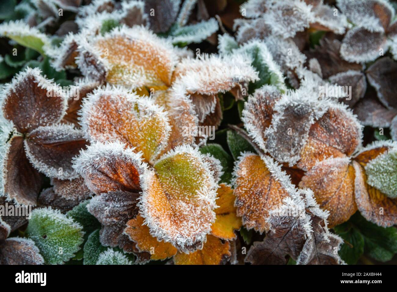 Plants covered with frost hi-res stock photography and images - Alamy