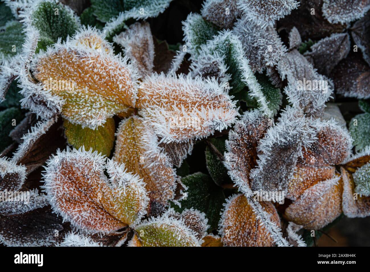 Frost on leaf plants hi-res stock photography and images - Alamy