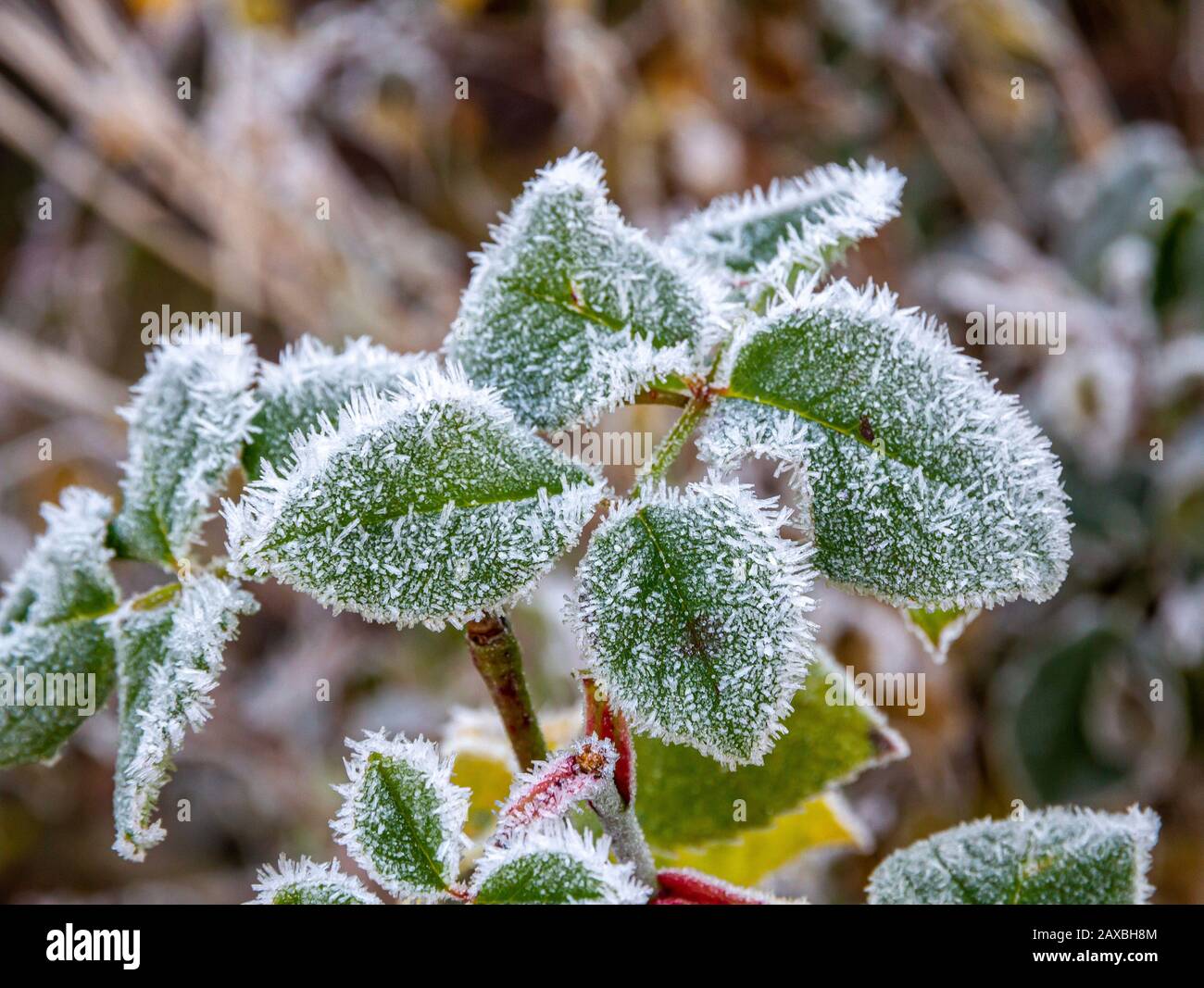 Alchemilla plant leaf covered in frost hi-res stock photography and images - Alamy