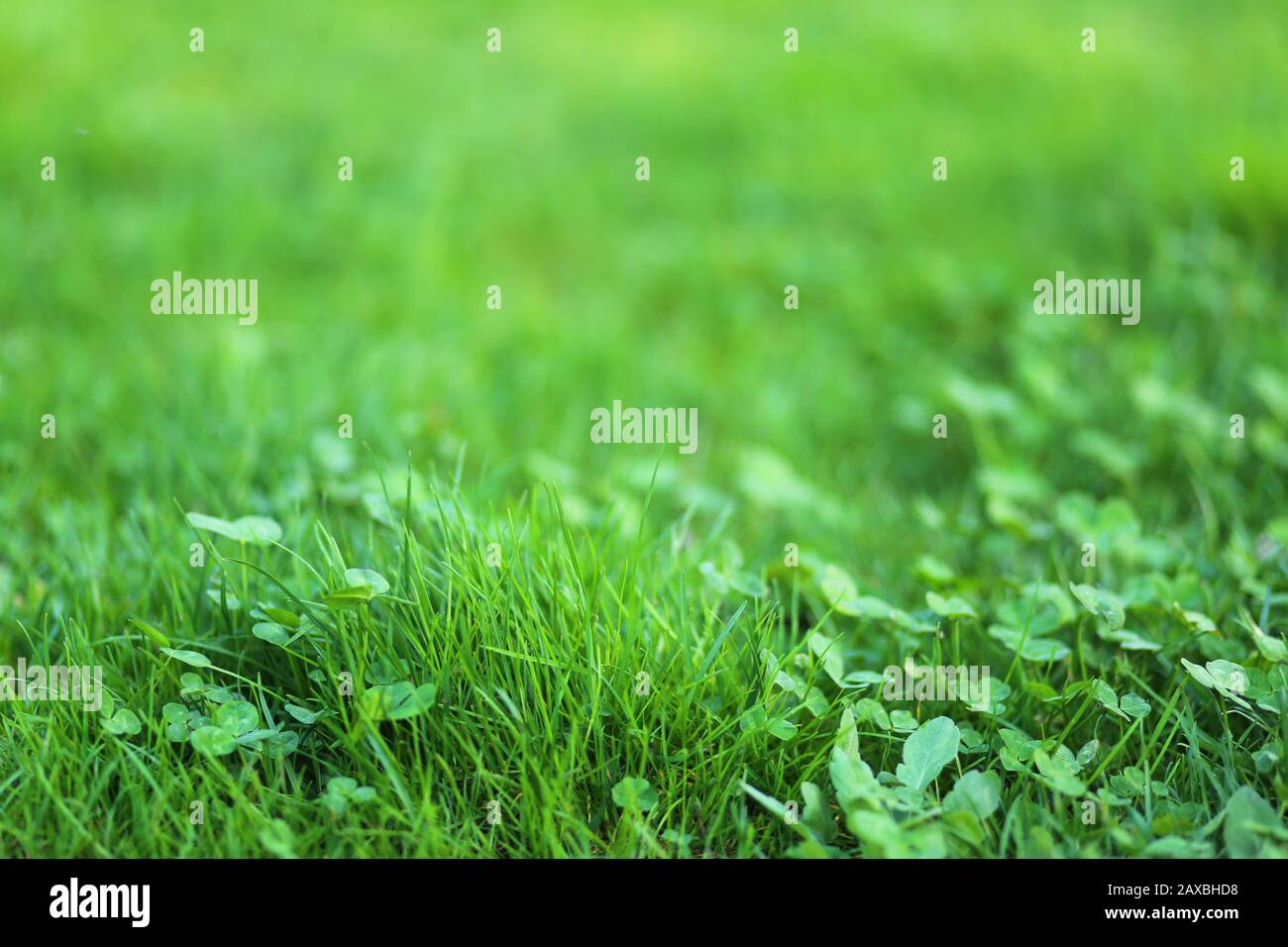 Green grass nature natural background texture. Filed or lawn suitable ...
