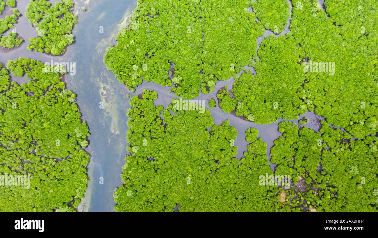 Mangroves, top view. Mangrove forest and winding rivers. Tropical ...