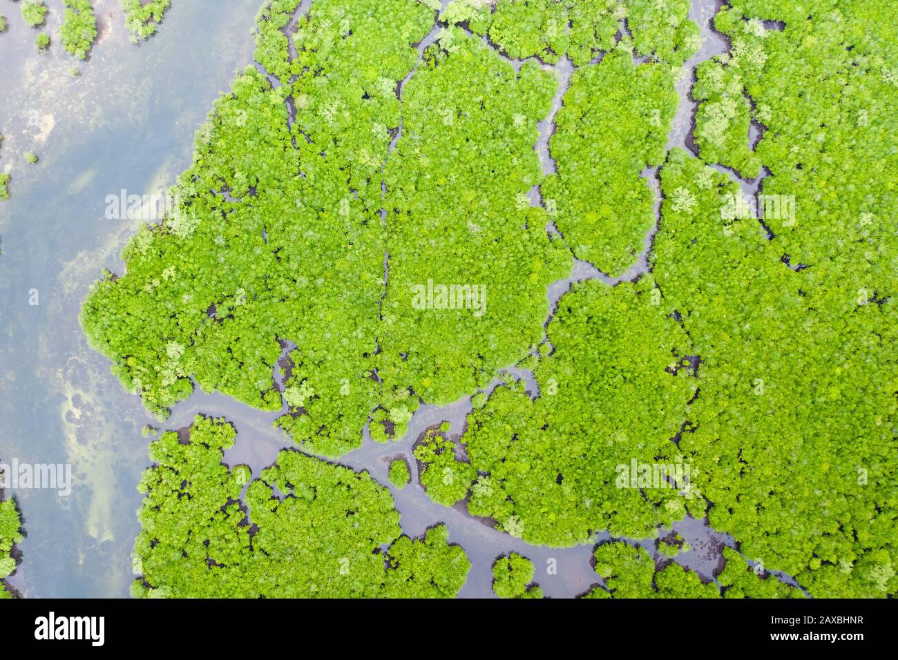 Mangroves, top view. Mangrove forest and winding rivers. Tropical ...