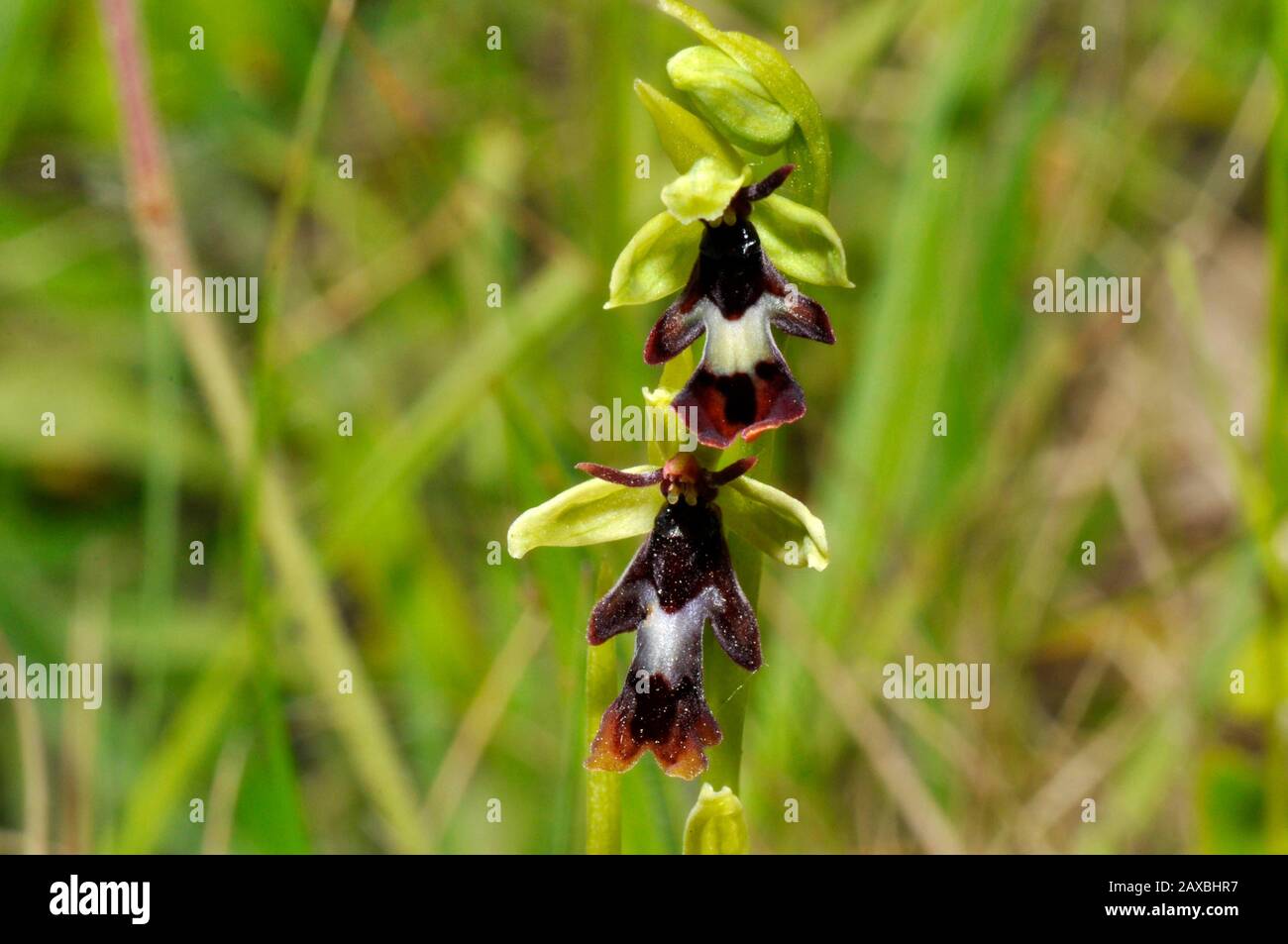 Fly Orchid, Ophrys insectifera,Close up, on roadside in Somerset Stock ...