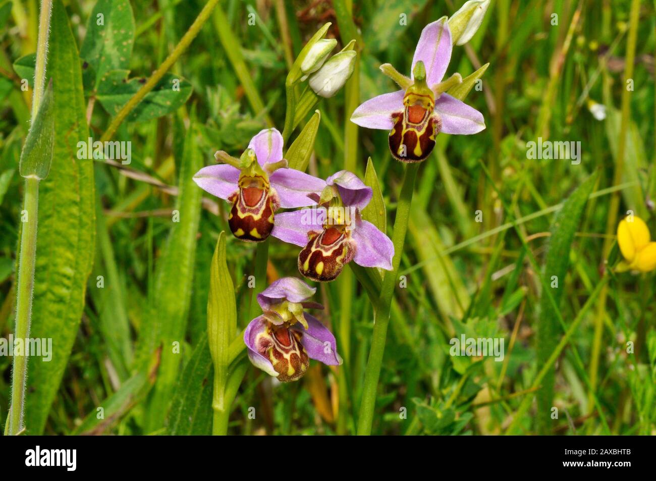 Wide spread flower hi-res stock photography and images - Alamy