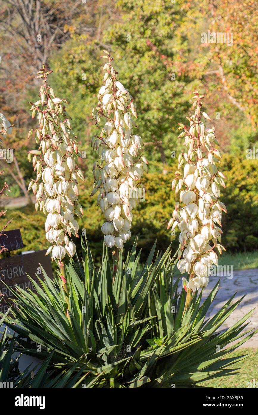 Blooming beautiful Yucca Flowers flowers in view Stock Photo - Alamy