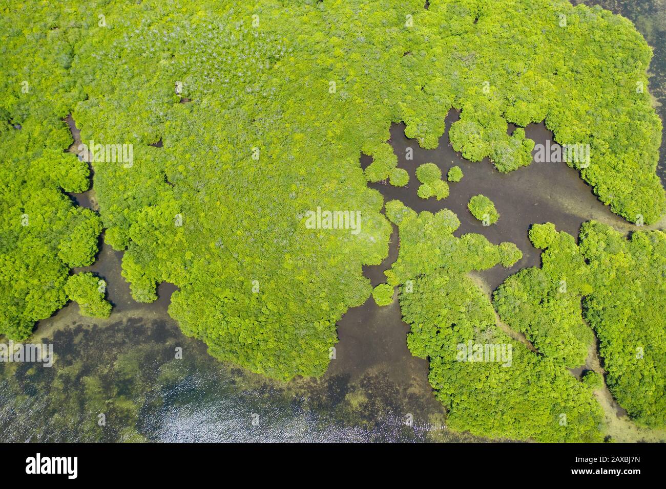 Mangroves, top view. Mangrove forest and winding rivers. Tropical ...