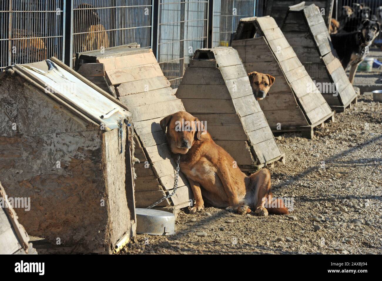 An animal shelter is a place where stray, lost, abandoned or ...