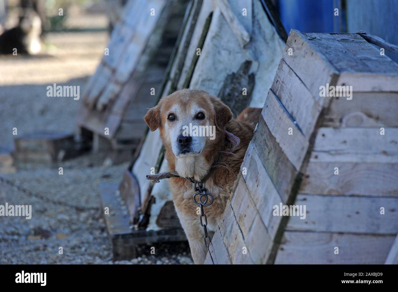 Stray animal shelters hi-res stock photography and images - Alamy