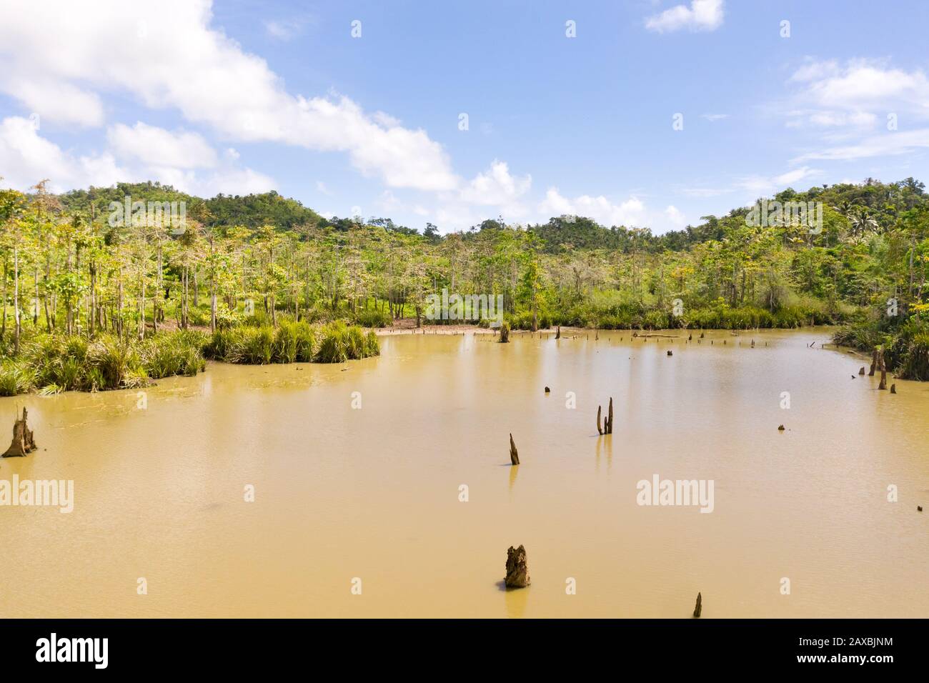 Pond and swamp in the tropical jungle among green vegetation. Siargao ...