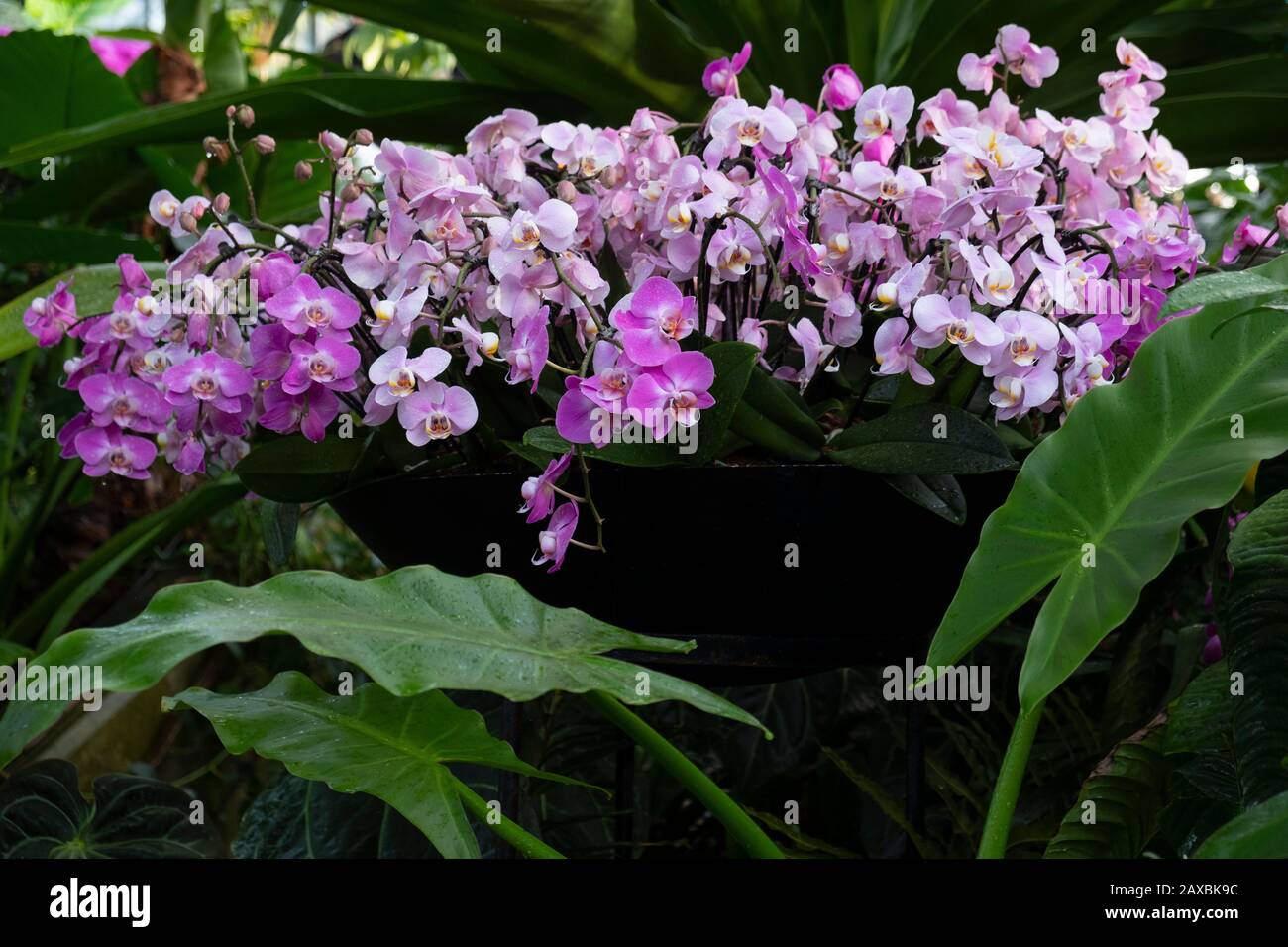 A display of orchids at the Kew Orchid Festival 2020 in the Princess of ...
