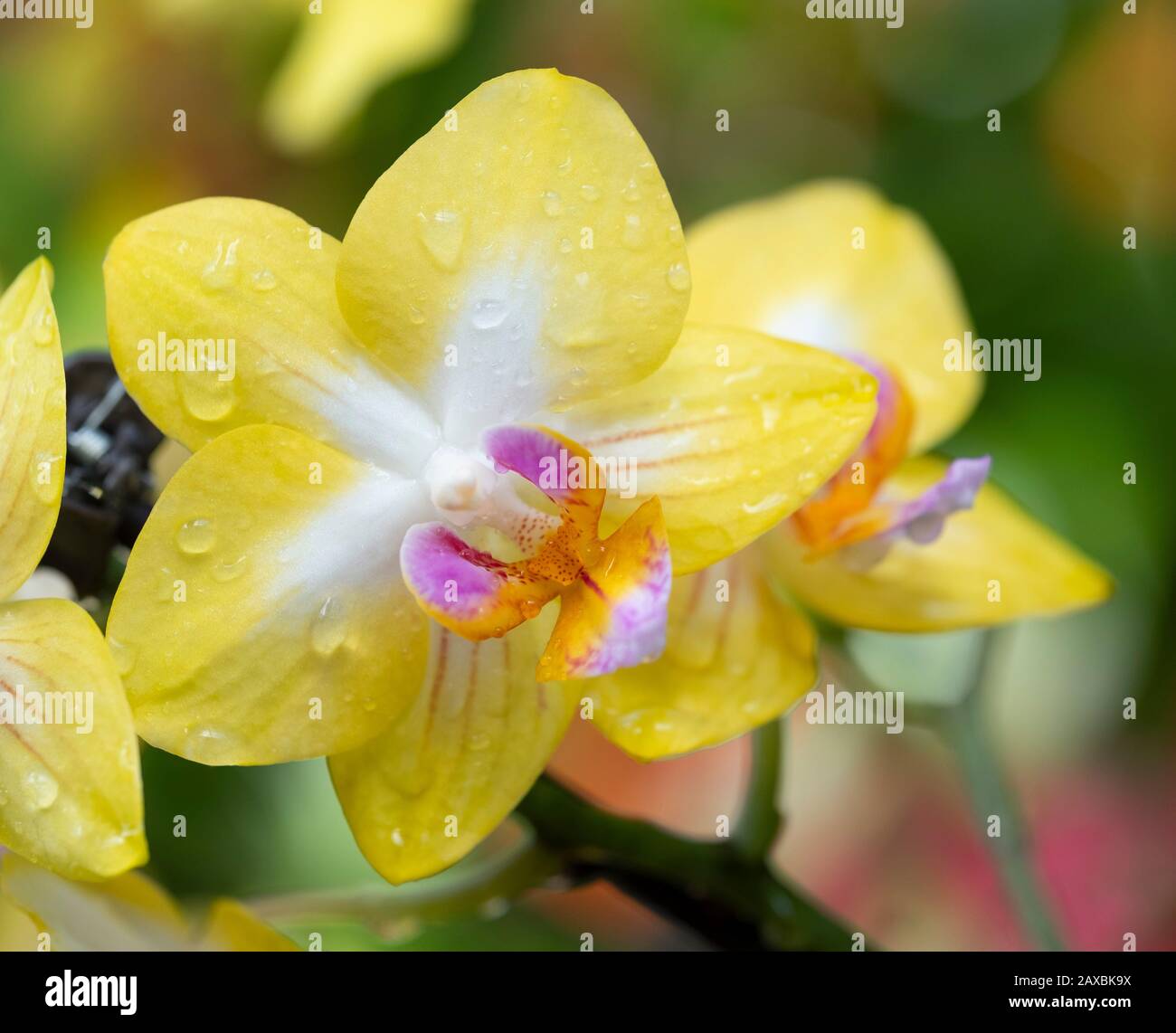 Phalaenopsis princess hi-res stock photography and images - Alamy