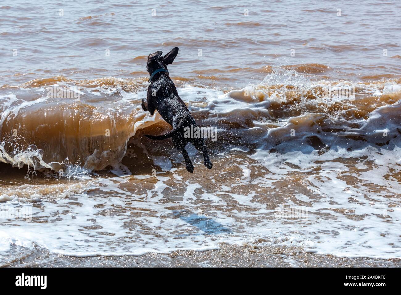 Labrador springer spaniel cross dog hi-res stock photography and images ...