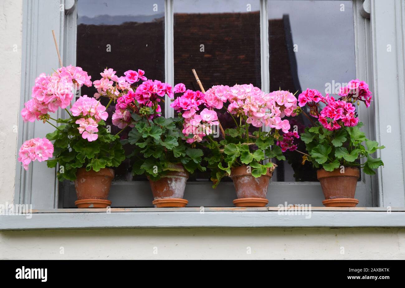 Pelargonium pots hi-res stock photography and images - Alamy