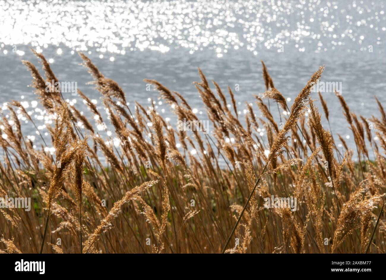 long sea reeds and Maram grasses backlit by the sun and sparkling water ...