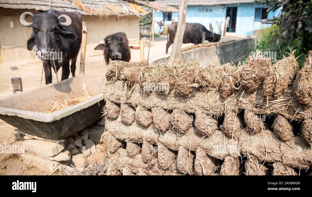Buffalo dung hi-res stock photography and images - Alamy