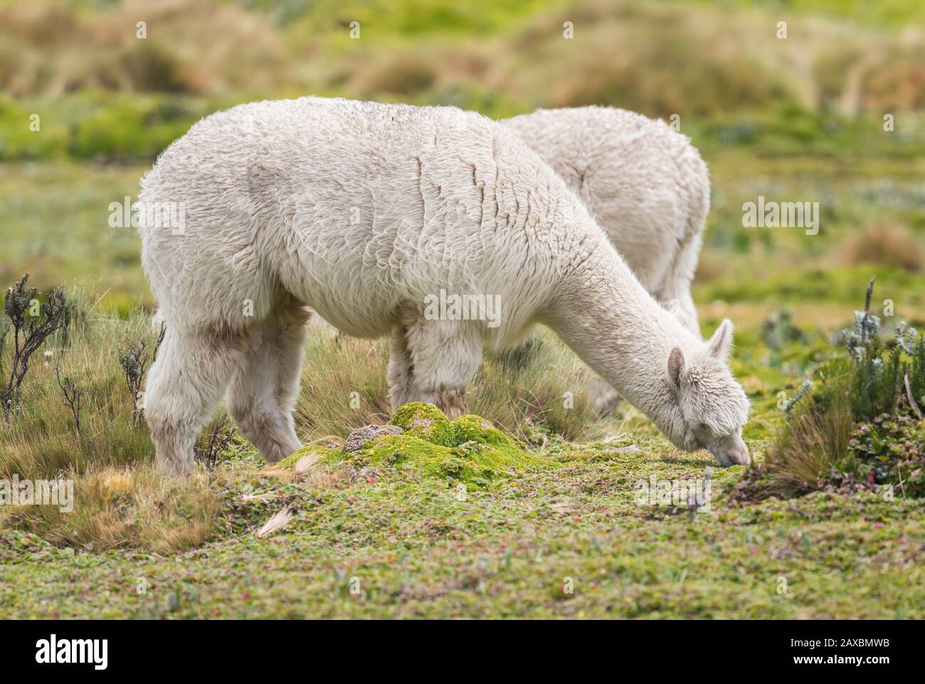 Guanaco llama guanaco hi-res stock photography and images - Alamy