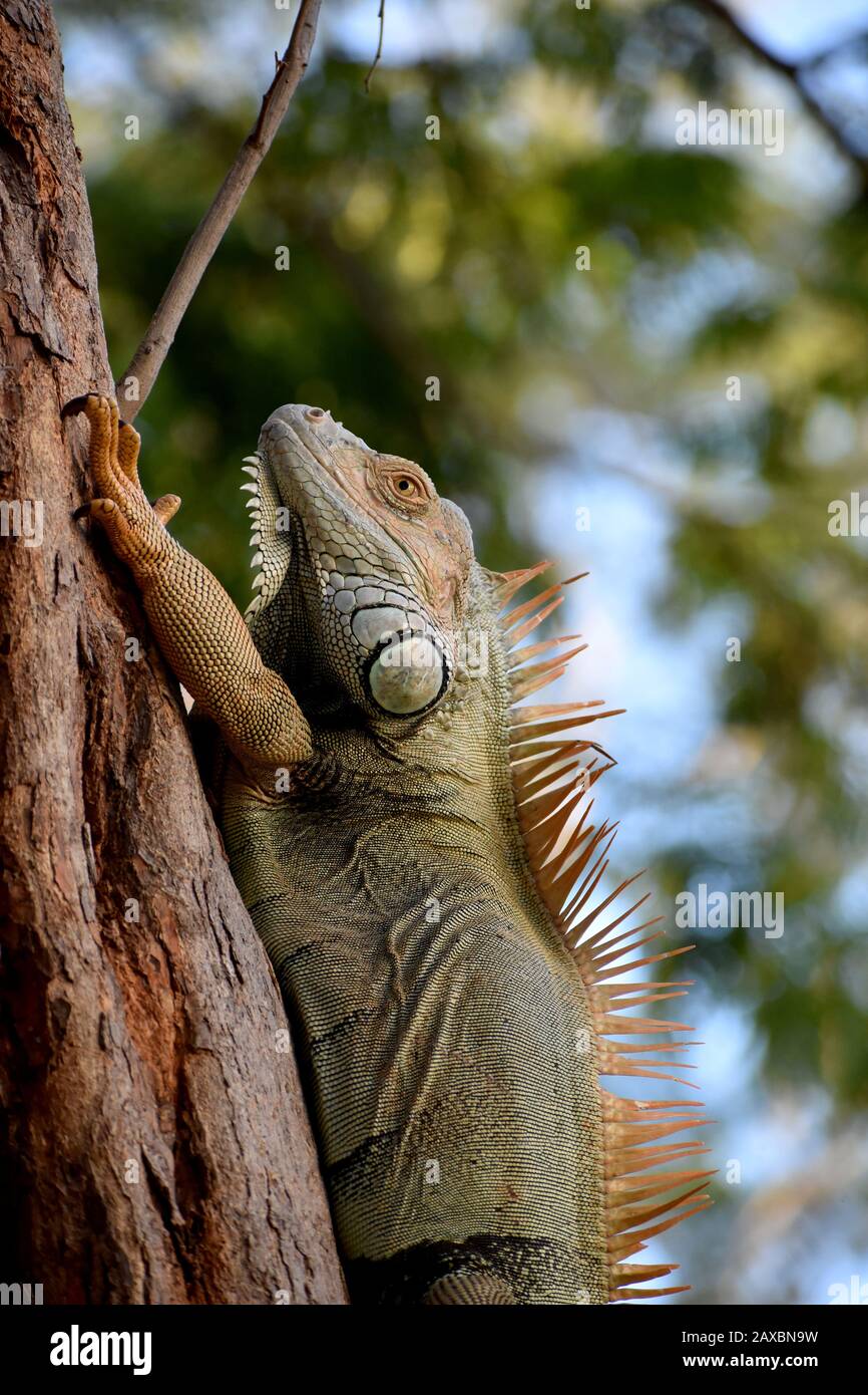 Green Iguana Spotted in Playa Del Coco, Costa Rica Stock Photo - Alamy