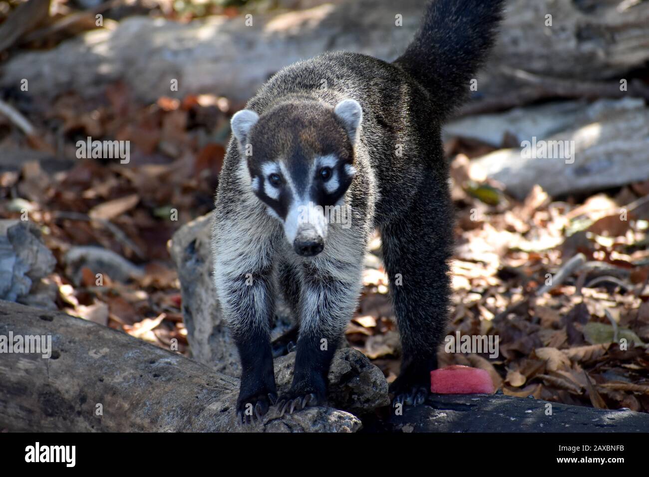White-nosed coati spotted in Nacascolo, Costa Rica Stock Photo - Alamy