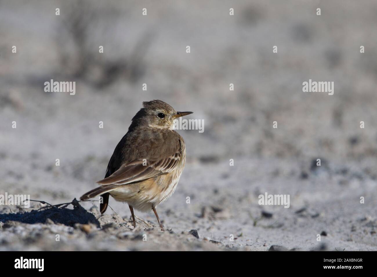 American pipit hi-res stock photography and images - Alamy