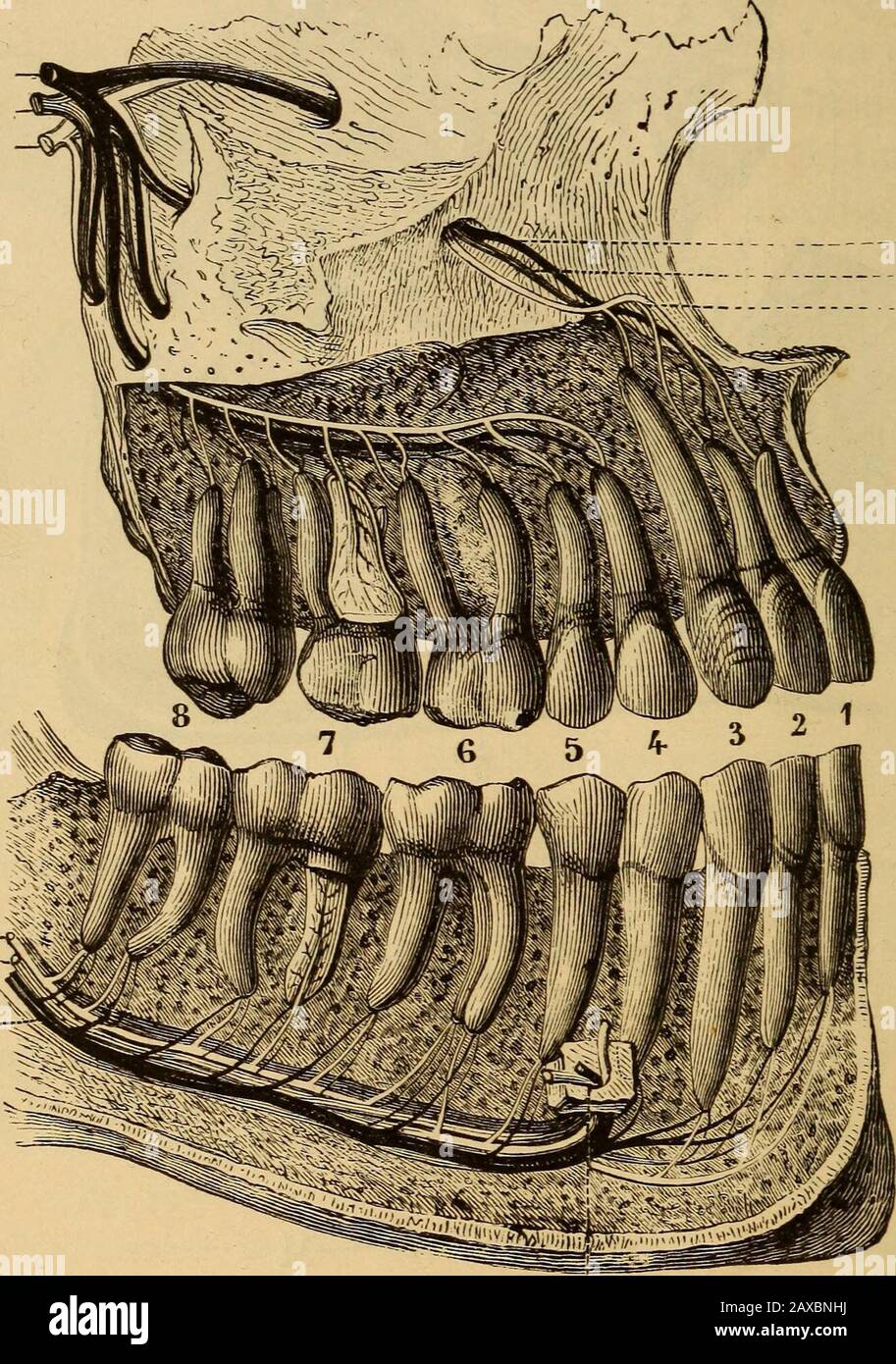 Dental formula of 2 1 2 3 2 1 2 3 hi-res stock photography and images ...