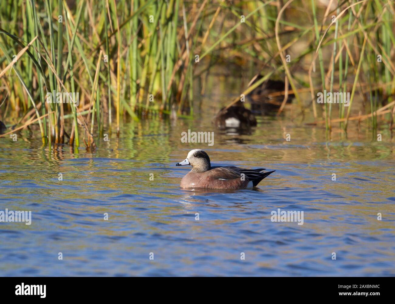American wigeon drake on pond hi-res stock photography and images - Alamy