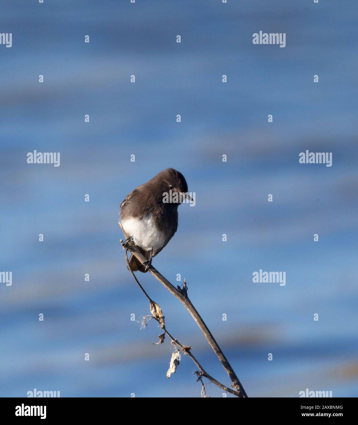 black phoebe perched pond in background Stock Photo - Alamy