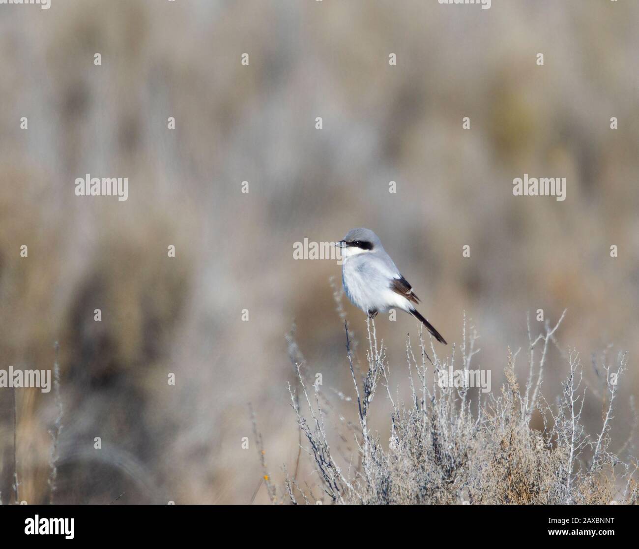 Loggerhead shrike butcher bird hi-res stock photography and images - Alamy