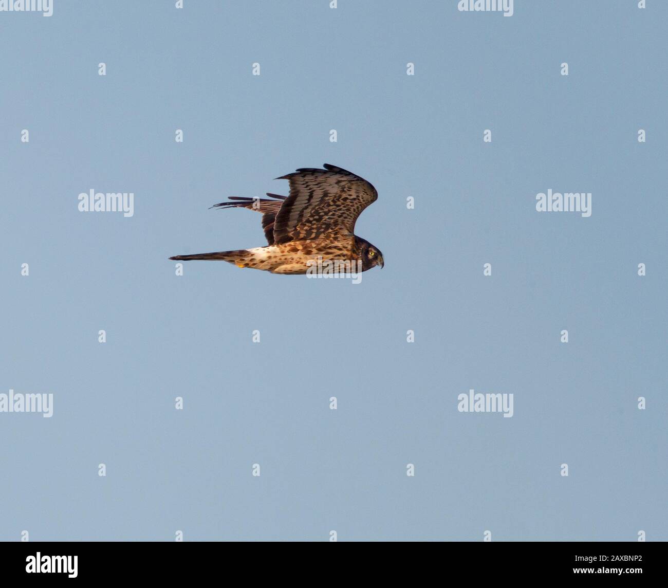 Northern Harrier in Flight Stock Photo - Alamy