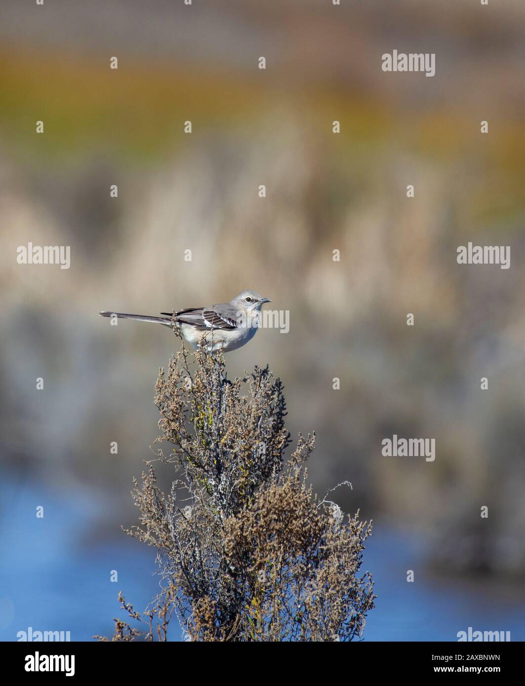 Top of bush hi-res stock photography and images - Alamy