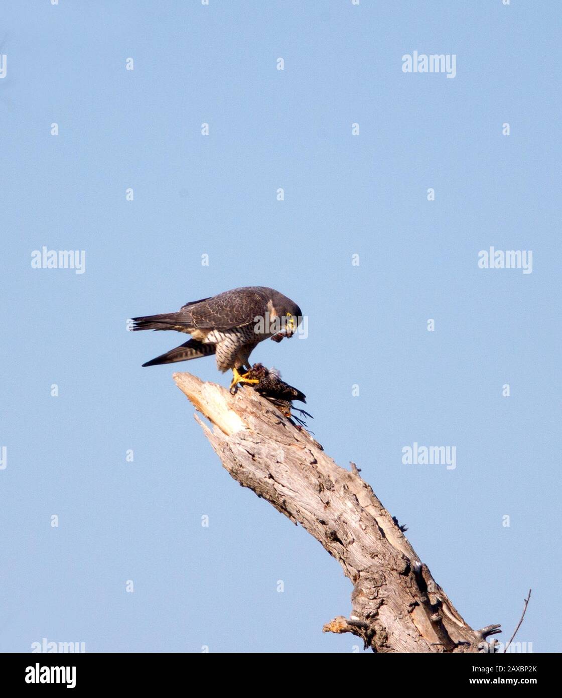 Falcon eating hi-res stock photography and images - Alamy