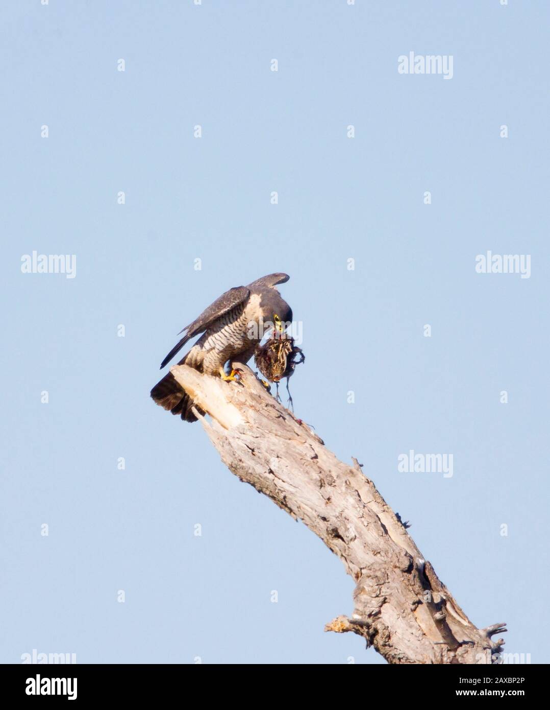 Falcon eating hi-res stock photography and images - Alamy