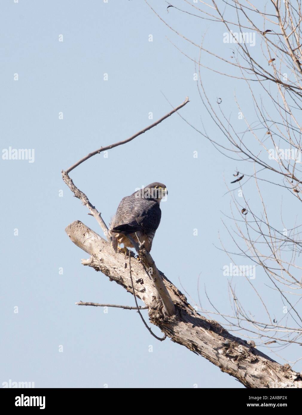 Peregrine falcon looking over shoulder hi-res stock photography and ...