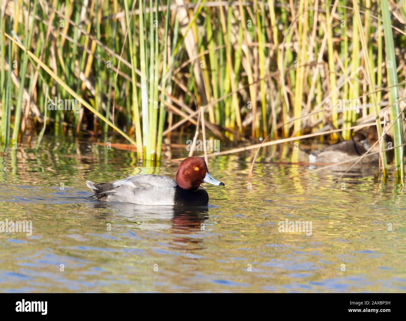 Redhead Duck Drake Stock Photo - Alamy