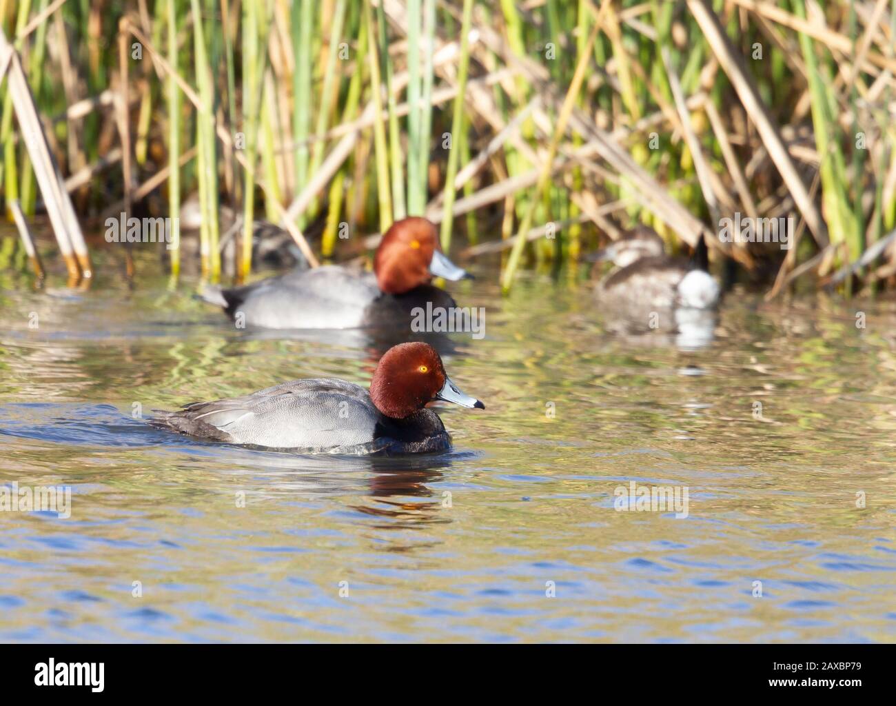 Redhead Duck Drake Stock Photo - Alamy