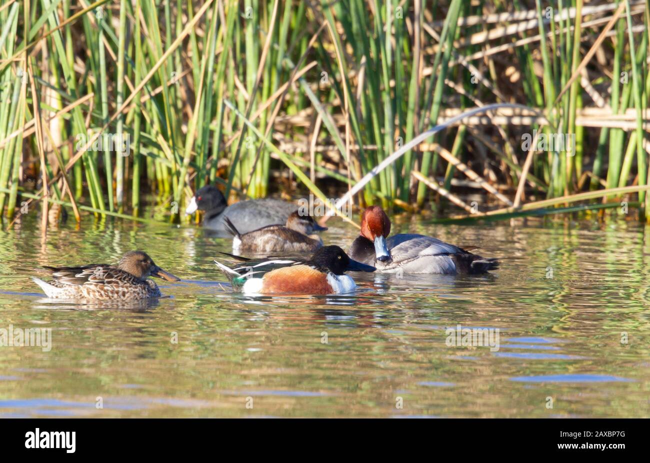Redhead Duck Drake Stock Photo - Alamy